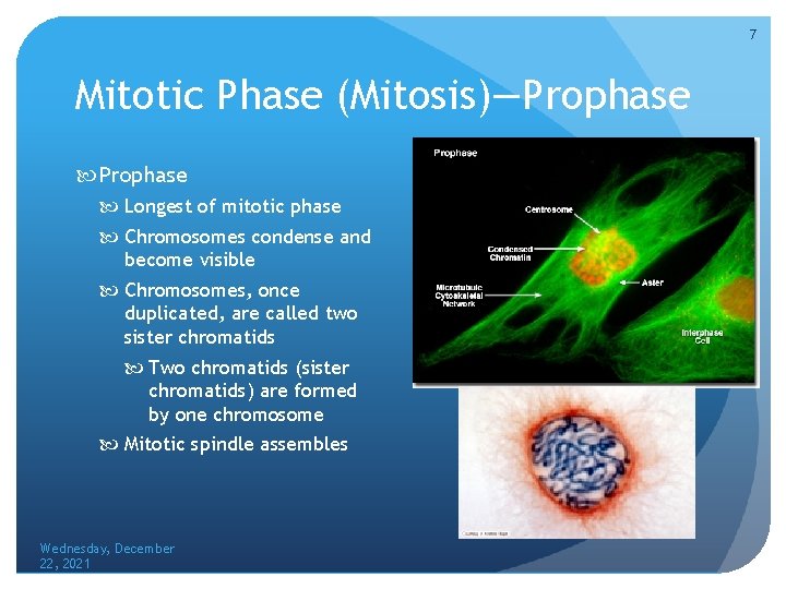 1 The Cell Cycle Mitosis Packet 33 Chapter