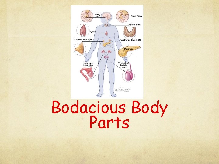 Bodacious Body Parts Digestive System Esophagus carries food