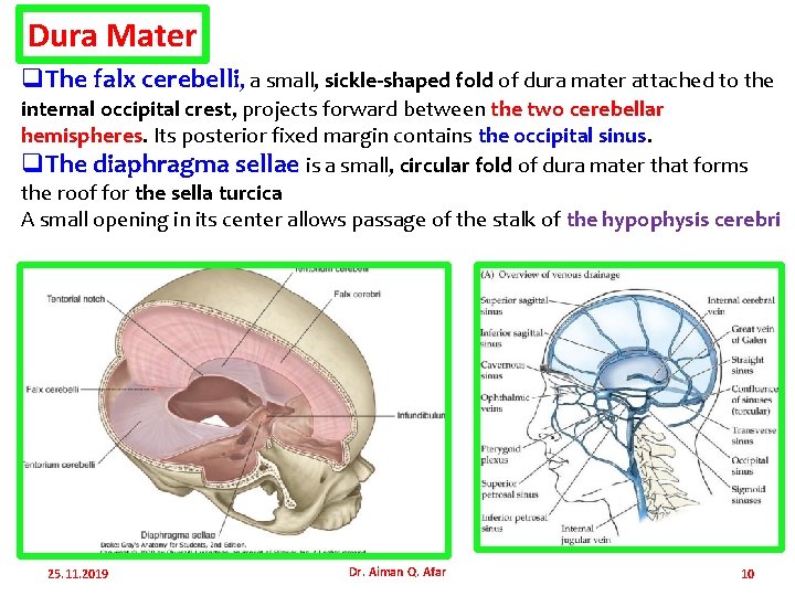 CENTRAL NERVOUS SYSTEM The Meninges of the Brain