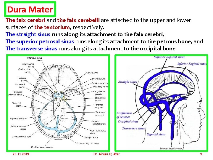 CENTRAL NERVOUS SYSTEM The Meninges of the Brain
