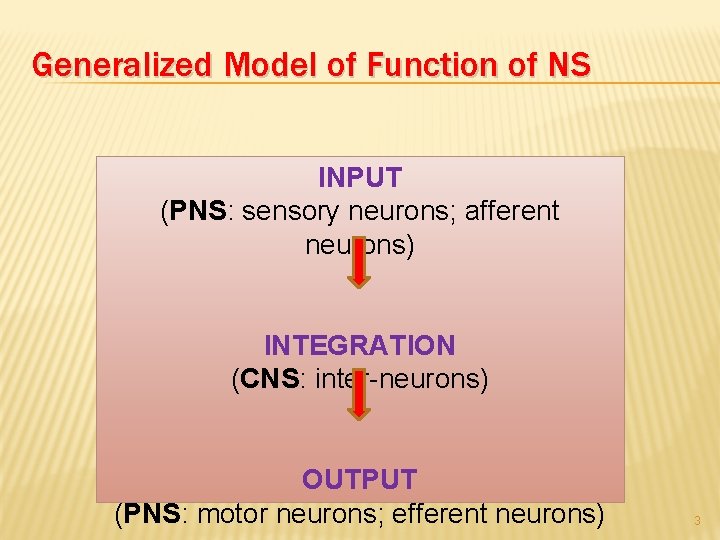 NERVOUS SYSTEM NS CEREBRAL CORTEX Dr Othman AlShboul