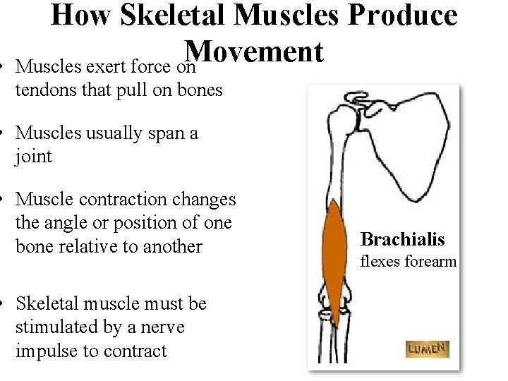 Chapter 6 The Muscular System The Muscular System