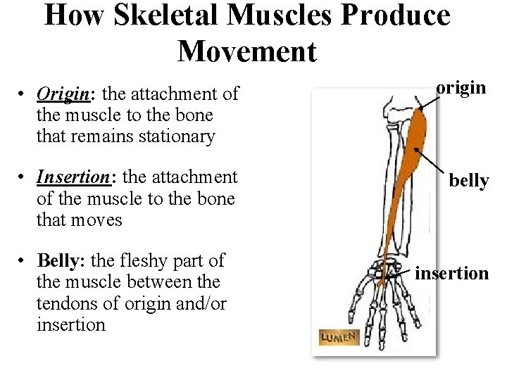 Chapter 6 The Muscular System The Muscular System
