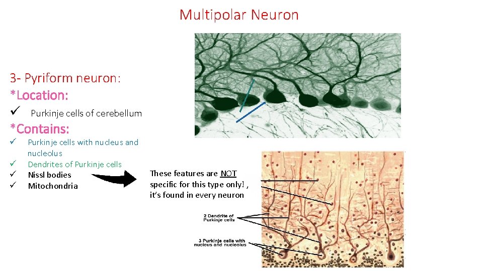 Practical Histology Neuropsychiatry Block o 1 2 3