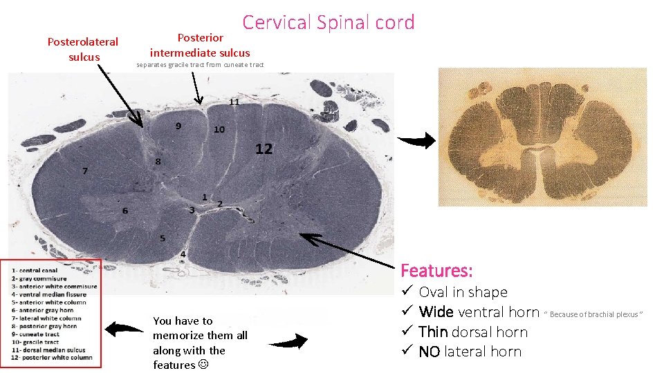 Practical Histology Neuropsychiatry Block o 1 2 3