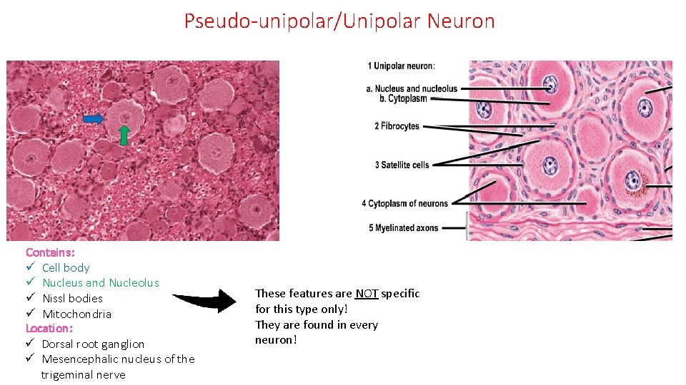Practical Histology Neuropsychiatry Block o 1 2 3