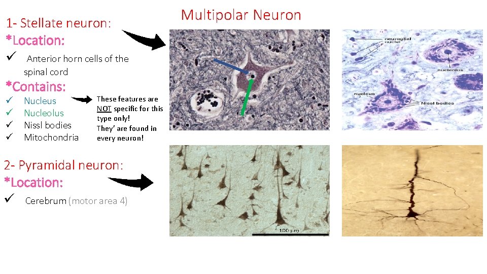 Practical Histology Neuropsychiatry Block o 1 2 3