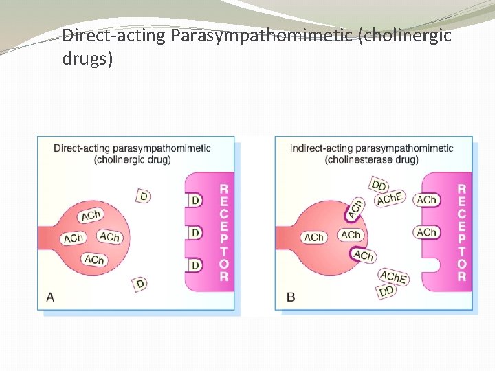Parasympathetic Nervous System Dr Madushani Silva MBBS North