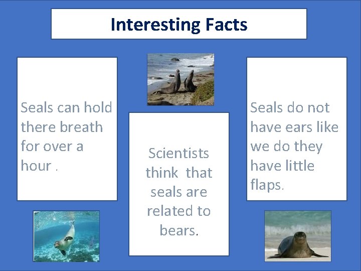 seals By Tori Murphy Animal Facts Description They