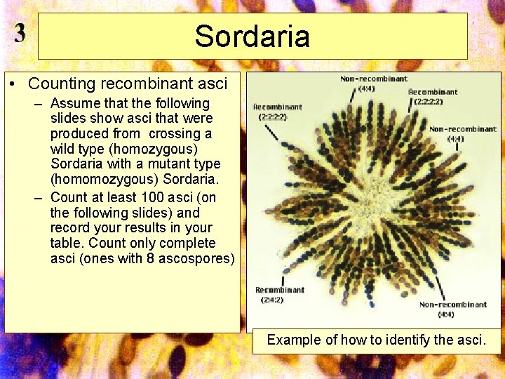 Sordaria Lab AP Biology Lab Investigation 7Meiosis Sordaria