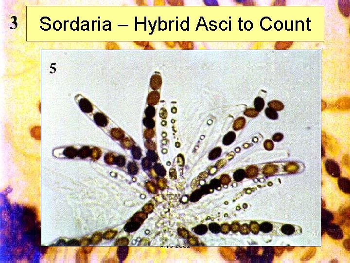 Sordaria Lab AP Biology Lab Investigation 7Meiosis Sordaria