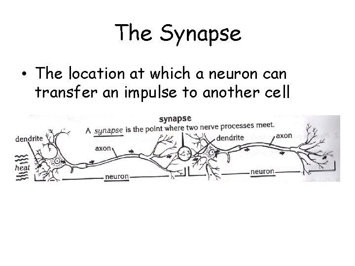 The Nervous System Functions of the Nervous System