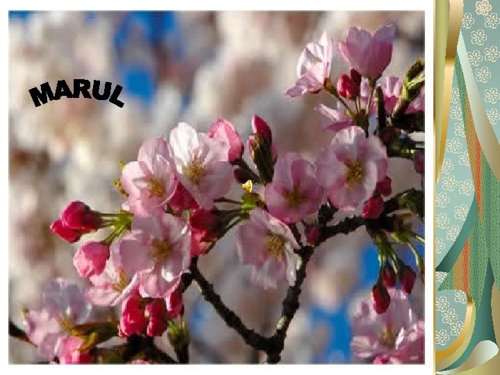 Marul este copac cu un trunchi relativ mic