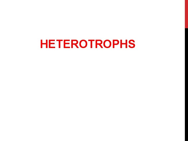 NAME THE FIVE MAIN GROUPS OF VERTEBRATES Fish