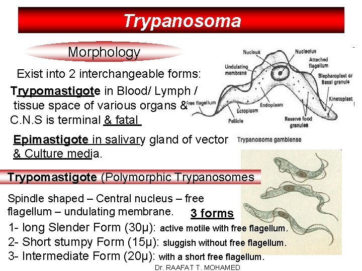 Trypanosoma Introduction 1 Extracellular in BLOOD TISSUES 2