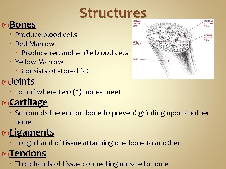 Human Body Systems PreAP Biology Book Chapters 35