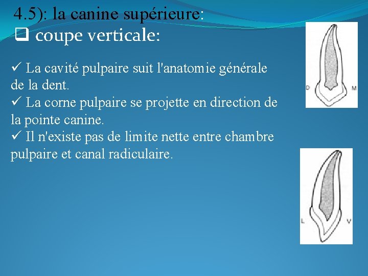 Anatomie descriptive des dents humaines Anatomie endodontique Dr