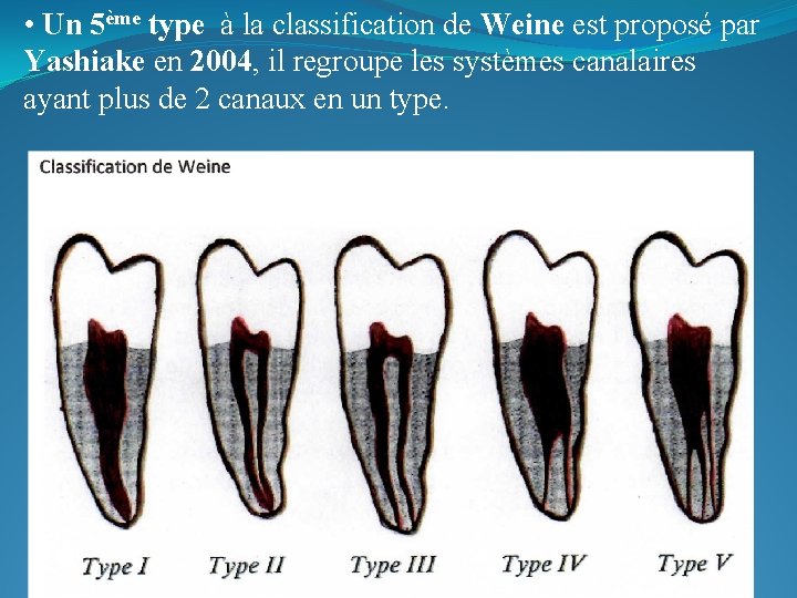 Anatomie descriptive des dents humaines Anatomie endodontique Dr