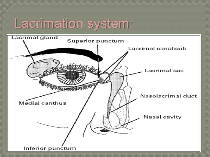 Eye lids Done by shereen alshaikh Aseel adnan