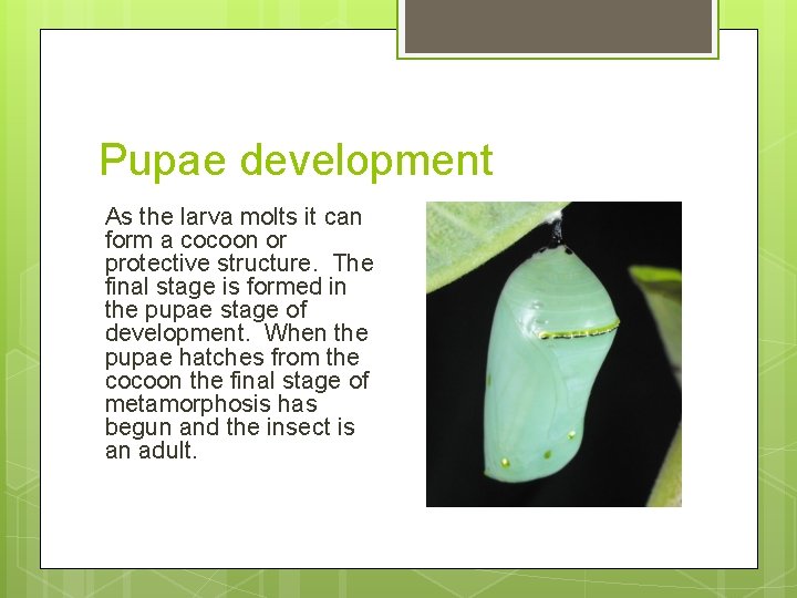 Metamorphosis Hereditary and Reproduction Meghann Bryant Is the