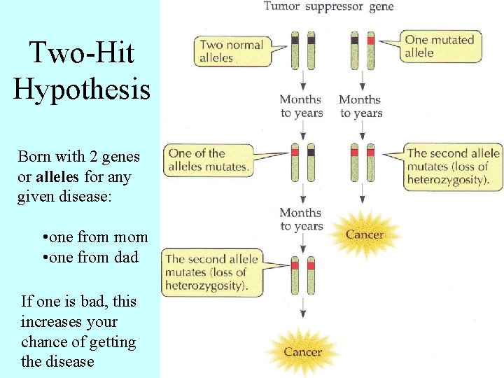 Human Body Organization 1 Chemical 2 Cellular 3