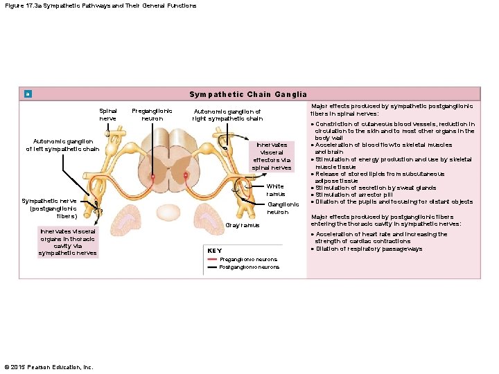 Chapter 17 The Nervous System The Autonomic Nervous