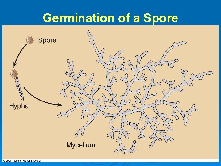 Kingdom Fungi Chapter 26 Learning Objective 1 What