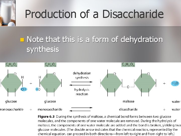 Chapter 6 Digestion 6 1 The Molecules of
