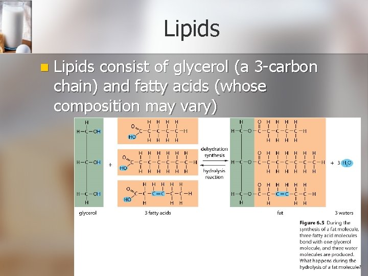 Chapter 6 Digestion 6 1 The Molecules of