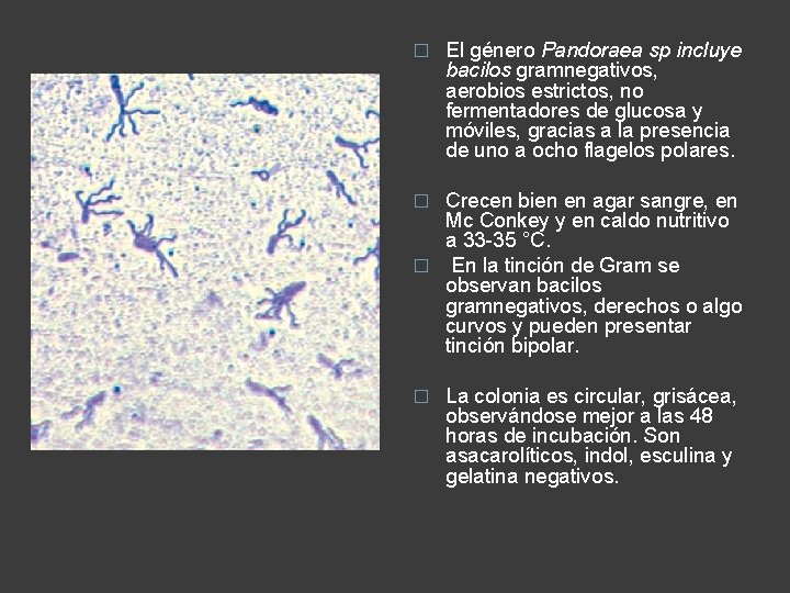 IDENTIFICACION BACTERIANA II CLASE N 3 Lic Mara