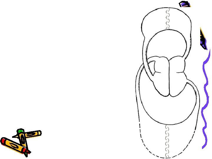 Human Body Systems Major Structures Syst em Digestive