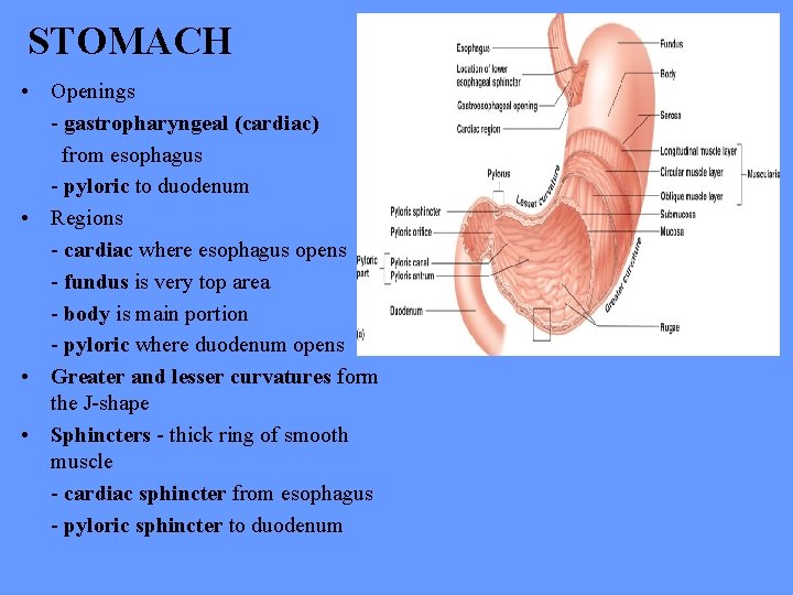 HUMAN ANATOMY LECTURE NINETEEN DIGESTIVE SYSTEM GENERAL ANATOMY