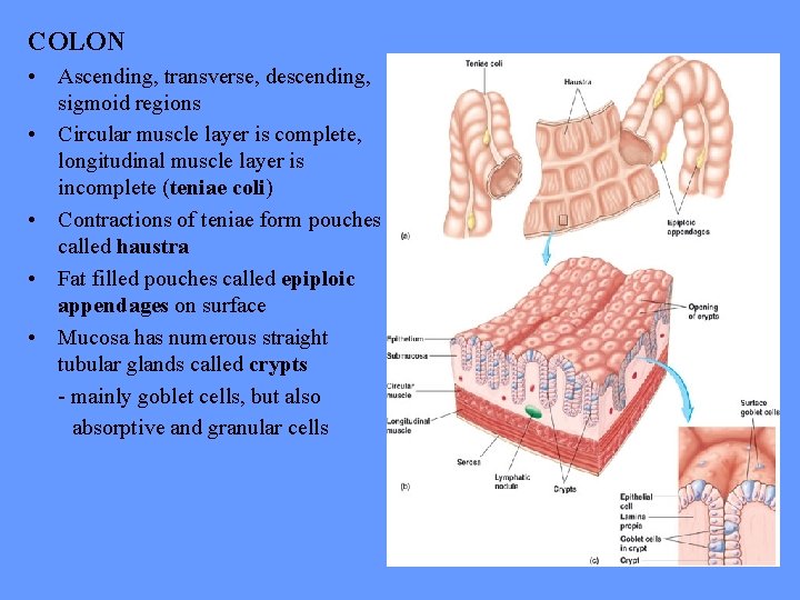 HUMAN ANATOMY LECTURE NINETEEN DIGESTIVE SYSTEM GENERAL ANATOMY