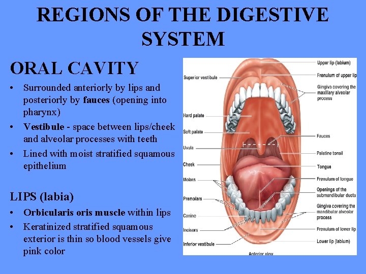 HUMAN ANATOMY LECTURE NINETEEN DIGESTIVE SYSTEM GENERAL ANATOMY