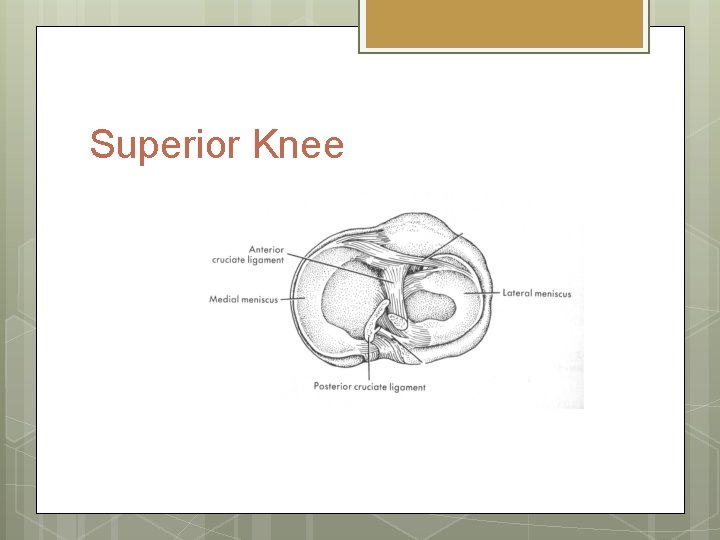 The Knee Angie Guggino MS ATC LAT Learning