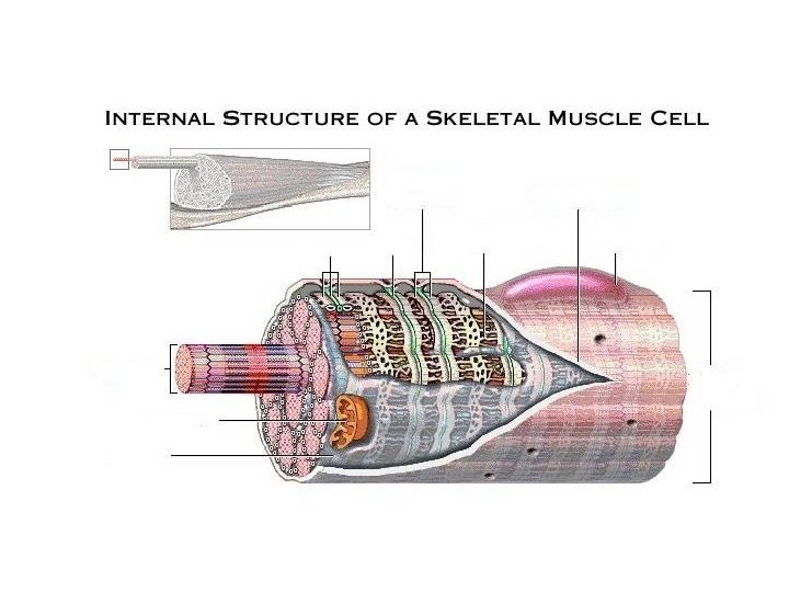 Characteristics of Muscles Muscle cells are elongated muscle