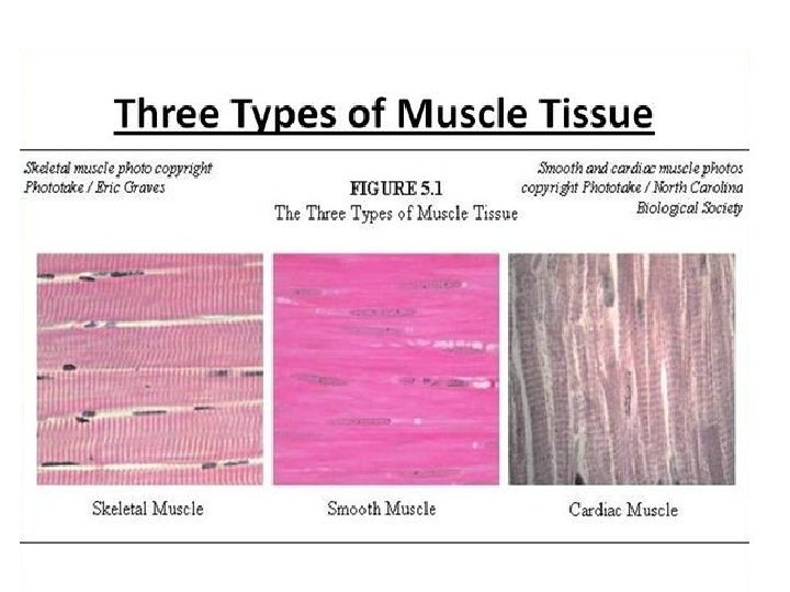 Characteristics of Muscles Muscle cells are elongated muscle