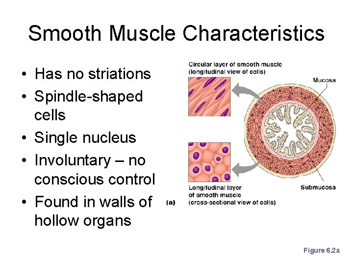 Characteristics of Muscles Muscle cells are elongated muscle