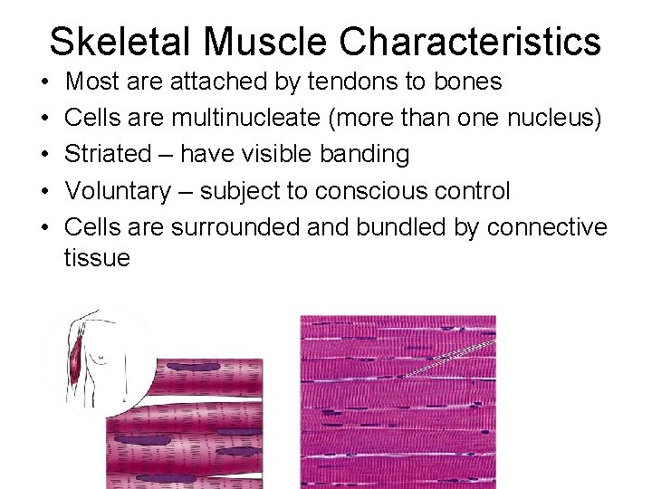 Characteristics of Muscles Muscle cells are elongated muscle
