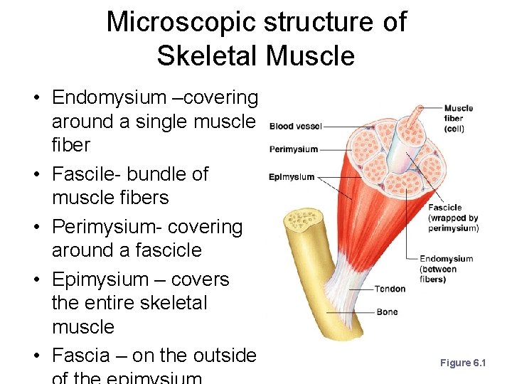 Characteristics of Muscles Muscle cells are elongated muscle