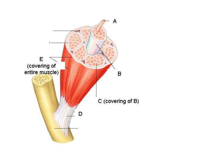 Characteristics of Muscles Muscle cells are elongated muscle
