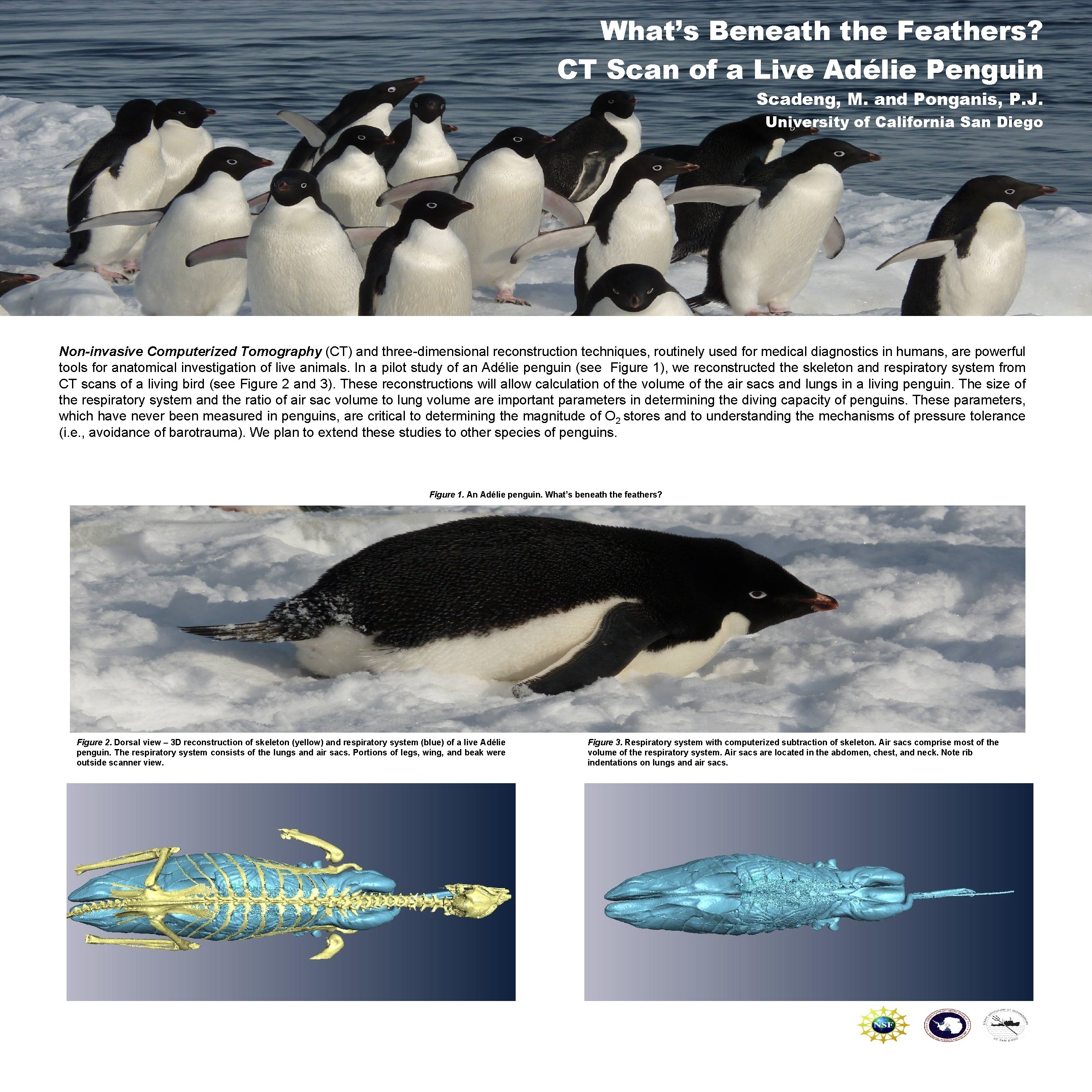 Whats Beneath the Feathers CT Scan of a