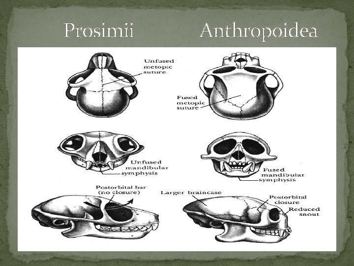 Primate Evolution Robert Banks and Jeffrey Kaldahl What
