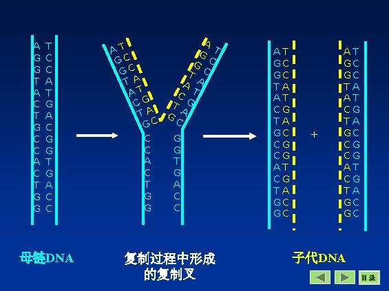 Transmission of Genetic Information DNA DNA BiosynthesisReplication DNA