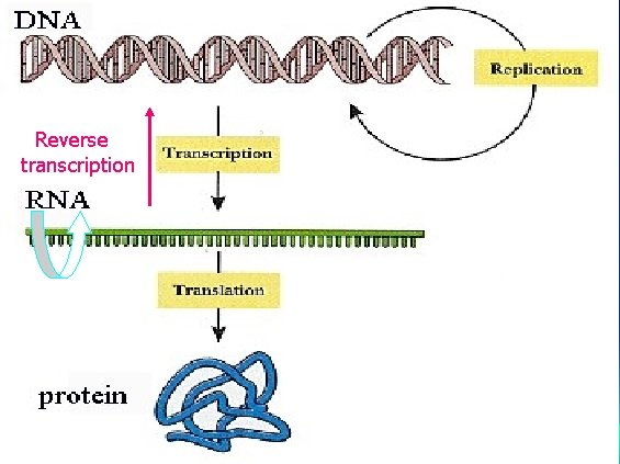 Transmission of Genetic Information DNA DNA BiosynthesisReplication DNA