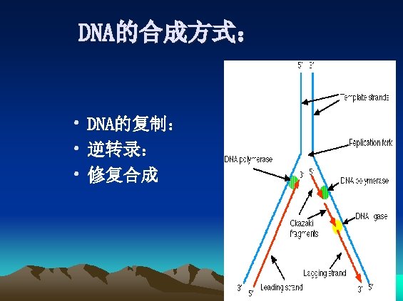Transmission of Genetic Information DNA DNA BiosynthesisReplication DNA
