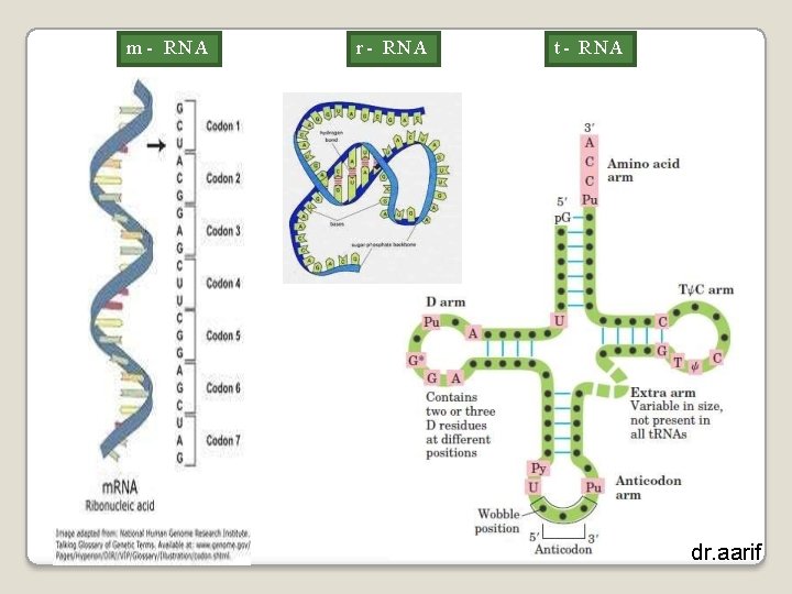 Biomolecules dr aarif Chemicals or molecules present in