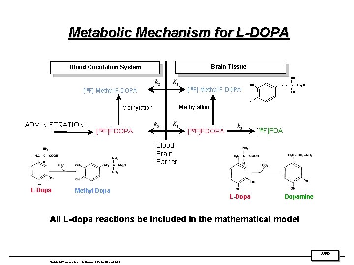 Understanding Ldopa Transport and Metabolism in the Human