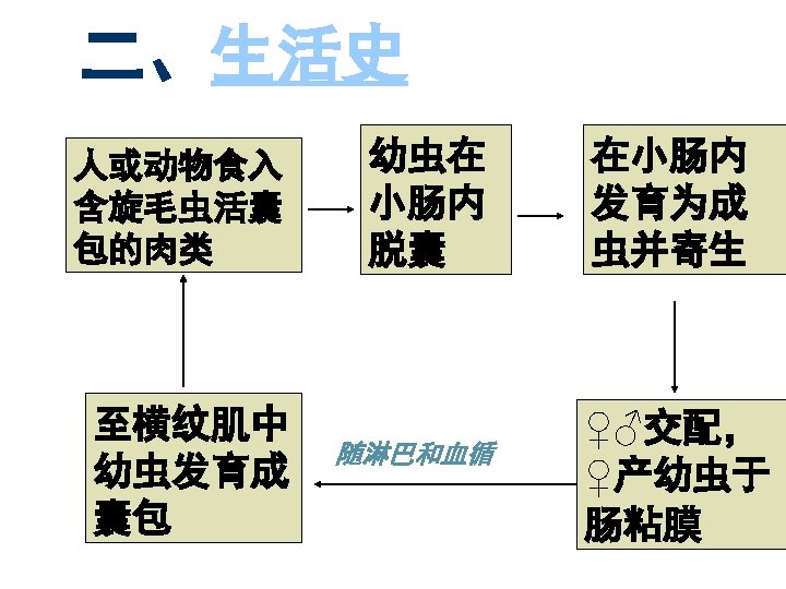 TRICHINOSIS TRICHINIASIS TRICHINELLOSIS Trichinella spiralis ...