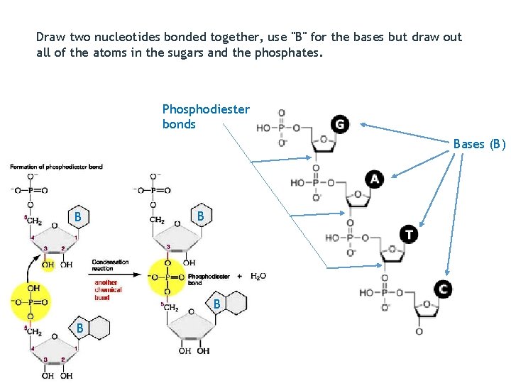 Draw sucrose Label the glycosidic bond Draw a